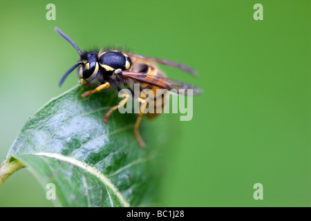 Closeup Common wasp (Vespula vulgaris), family Vespidae. On white ...