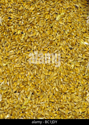 bucket full of dry wheat grains Stock Photo - Alamy