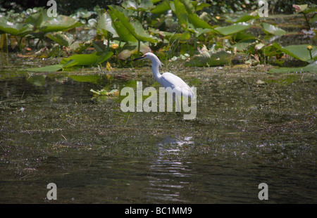 Great Egret, Rainbow River, Florida, USA Stock Photo - Alamy