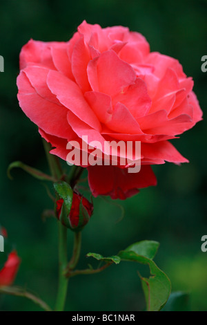Beautiful single pink rose in full bloom Stock Photo - Alamy