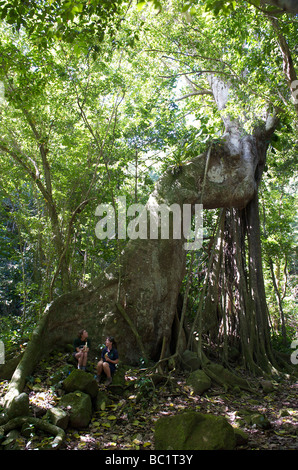 Flora inside the forest Stock Photo - Alamy