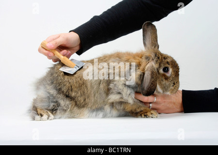 Domestic rabbit is brushed, brushed Stock Photo - Alamy