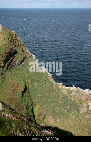 Gannets, RSPB Troup Head, Scotland Stock Photo - Alamy