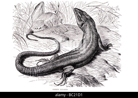 European green lizard, Lacerta viridis, Seps viridis, illustration from ...