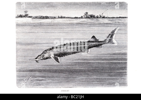 Acipenser ruthenus, the sterlet, is a species of sturgeon native to ...
