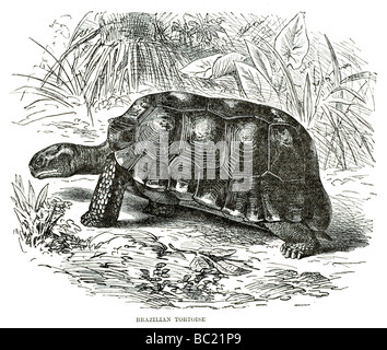 Yellow-footed tortoise or Brazilian giant tortoise, Chelonoidis ...