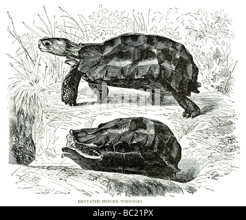 bell's hinged tortoise Stock Photo - Alamy