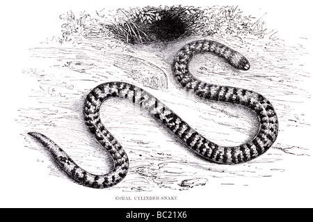 Coral cylinder snake, Anilius scytale (Tortrix scytale), and common ...