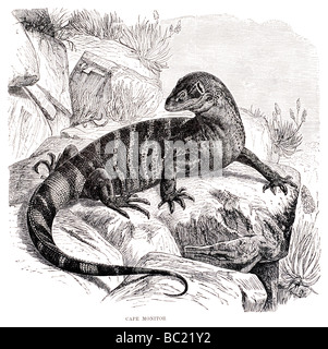 A Chameleon and a Monitor Stock Photo - Alamy