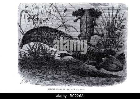 Axolotl Ambystoma mexicanum neotenic mole salamanders Earlier Stage ...