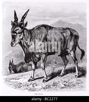 The common eland (Taurotragus oryx). Antique stylized illustration ...