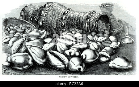 Money cowrie shell illustration, drawing, engraving, ink, realistic ...