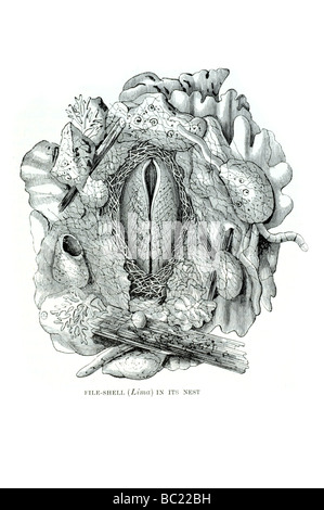 A late 19th Century illustration of Lima located in the valleys of the ...