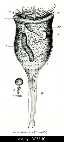 Antique engraved illustration of a bell animalcule. Vintage ...
