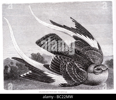 Standard-winged nightjar, Macrodipteryx longipennis Stock Photo - Alamy