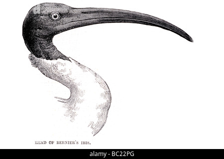 Threskiornis aethiopicus, sacred ibis skeleton Stock Photo - Alamy