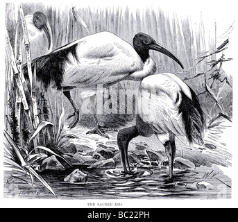 Threskiornis aethiopicus, sacred ibis skeleton Stock Photo - Alamy