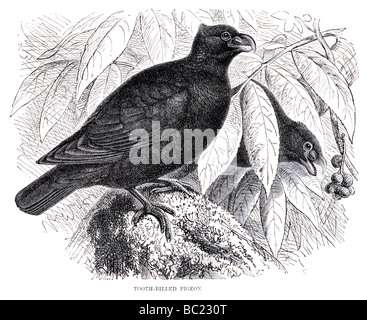 Didunculus strigirostris tooth billed pigeon Stock Photo - Alamy