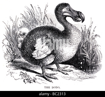 The Dodo Victorian illustration of the flightless bird didus ineptus ...