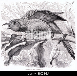 Enicognathus leptorhynchus slender billed parakeet Stock Photo - Alamy