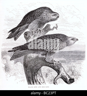 Kite skeleton, illustration Stock Photo - Alamy