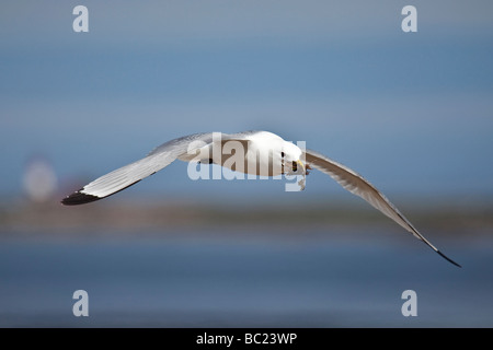 Great black-backed gull, ‎Common gull Stock Photo - Alamy