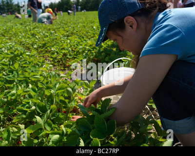 People picking strawberries at pick your own farm Surrey England UK ...