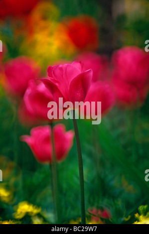 France, Giverny. Close-up orange and yellow tulip petals. Credit as ...