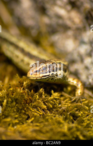 Common lizard sat on granite basking in the sun on Dartmoor Devon UK ...