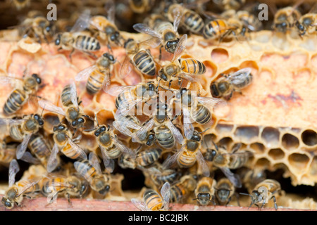 A beehive in Cockermouth, Cumbria, UK that has been infected and ...