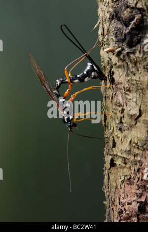 Sabre wasp Rhyssa persuasoria boring through timber to reach wood-wasp ...