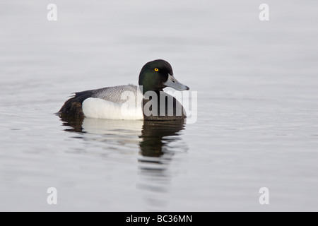 Male Greater Scaup Stock Photo - Alamy