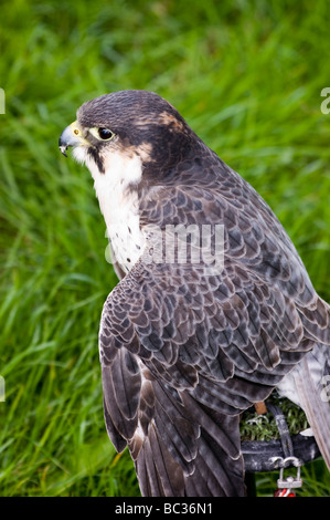 Close up of Peregrine falcon (Falco peregrinus Stock Photo - Alamy