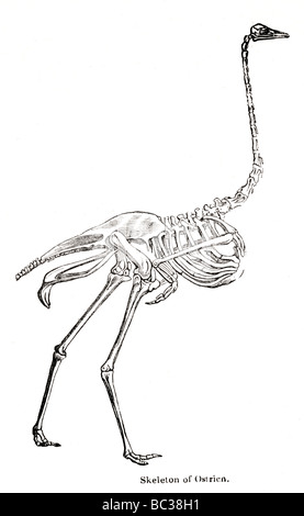 Skeleton of Ostrich Stock Photo - Alamy