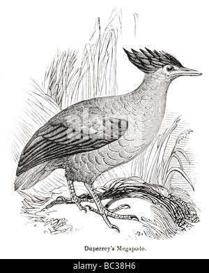 Vintage engraving of Wildlife, Birds, mound making Megapode, 19th ...