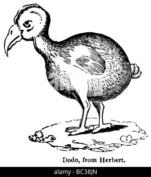 The Dodo Victorian illustration of the flightless bird didus ineptus ...