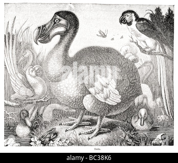 The Dodo Victorian illustration of the flightless bird didus ineptus ...