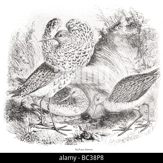 Ruff and Reeves Stock Photo - Alamy