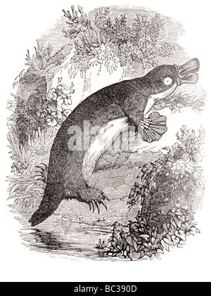 Ornithorhynchus anatinus, duck-billed platypus Stock Photo - Alamy