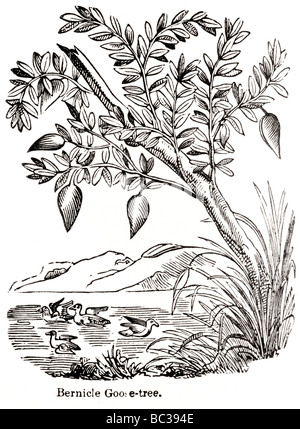 Animal and plant reproduction Stock Photo - Alamy