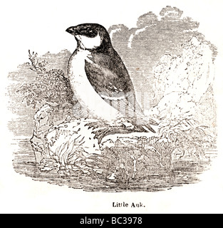Little Auk Bird 19th century colour illustration Stock Photo - Alamy