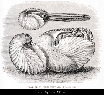 winged argonaut, brown paper nautilus (Argonauta hians), shell Stock ...