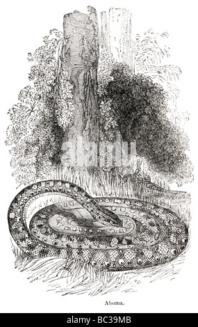 aboma epicrates cenchria Stock Photo - Alamy