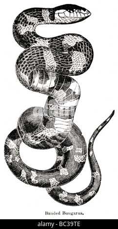 Banded krait, Bungarus fasciatus, illustration from book dated 1904 ...