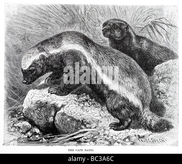 Illustration of a honey badger (Mellivora capensis) mascot also known ...