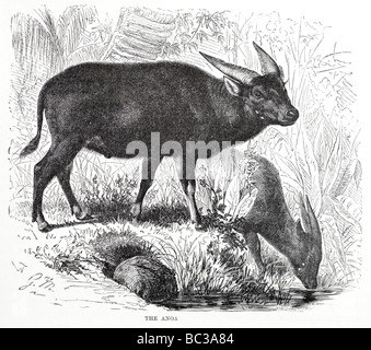 Horns of Anoa Stock Photo - Alamy