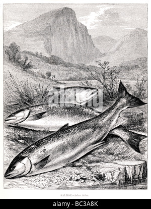 Atlantic Salmon (Salmo salar), drawing Stock Photo - Alamy
