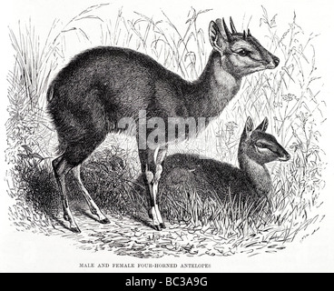 Four-horned antelope, Tetracerus quadricornis, chousingha, illustration ...