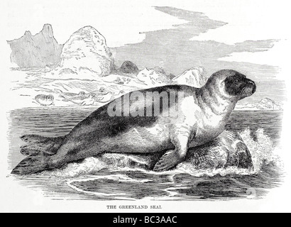 Harp seal (Pagophilus groenlandicus) resting on a coastal rock, with ...