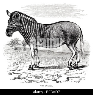 Hunting quagga. 19th-century illustration of hunters using rifles to ...